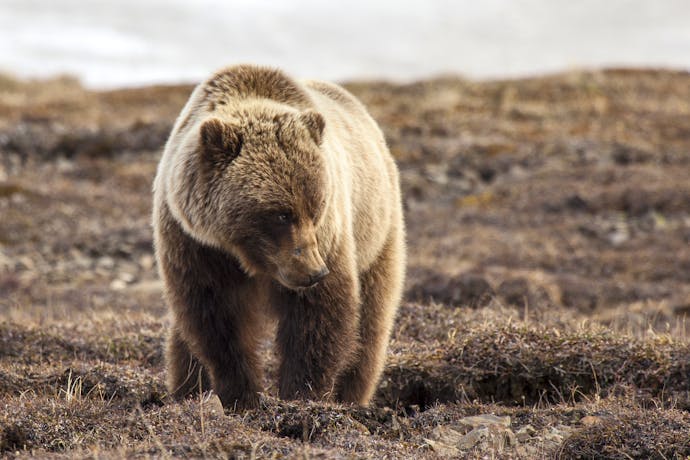 Time to be Bear Aware: Creating a Landscape for Bears and People | Defenders of Wildlife